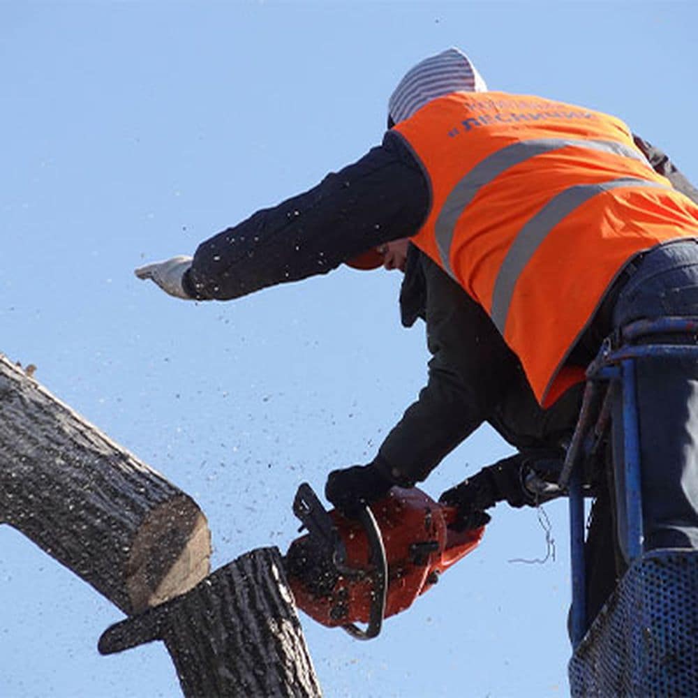 FJ Tree services is a Tree Company in Woodstock, IL 60098