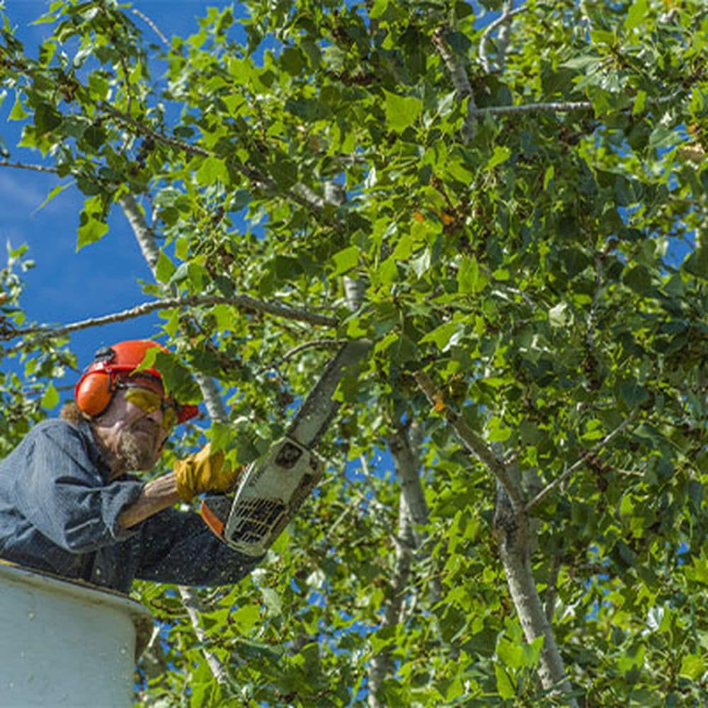 FJ Tree services is a Tree Company in Woodstock, IL 60098